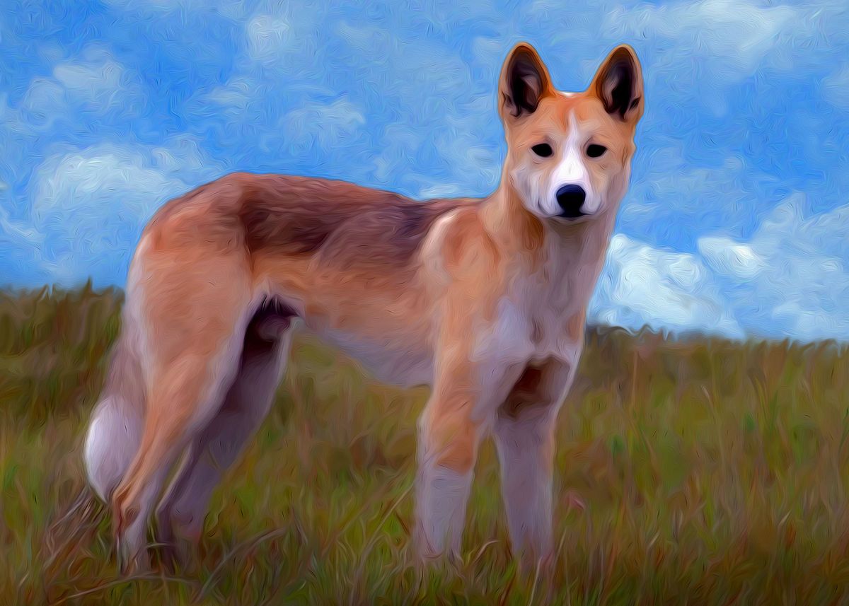 'Dingo' Poster, picture, metal print, paint by Gyula Gvardián | Displate