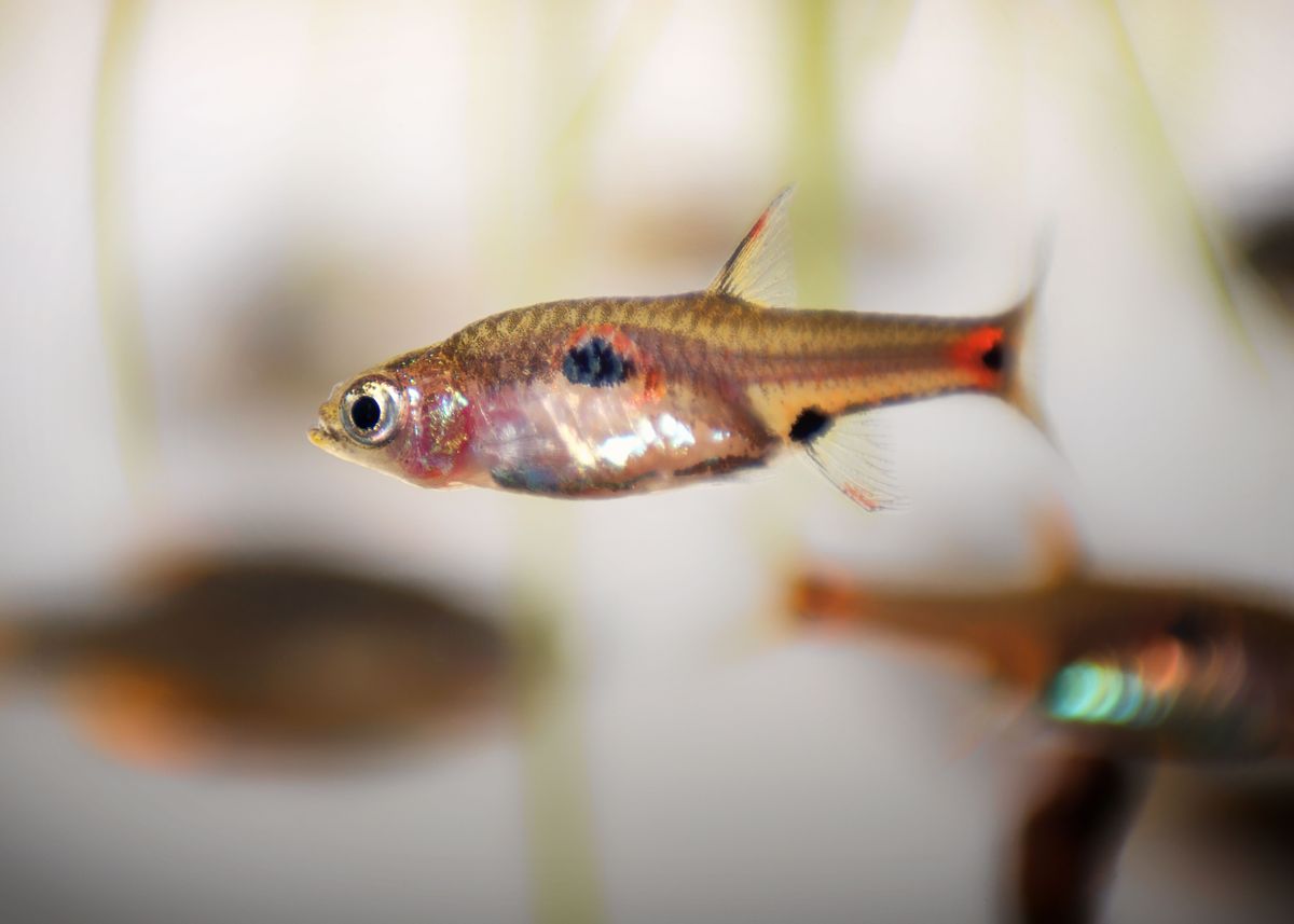 'Dwarf Rasbora maculata' Poster, picture, metal print, paint by ...