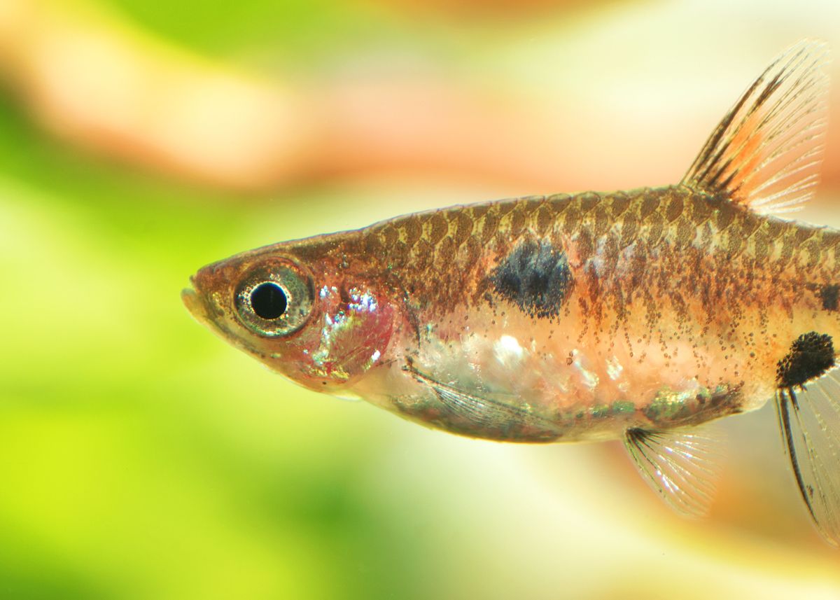 'Dwarf Rasbora maculata' Poster, picture, metal print, paint by ...