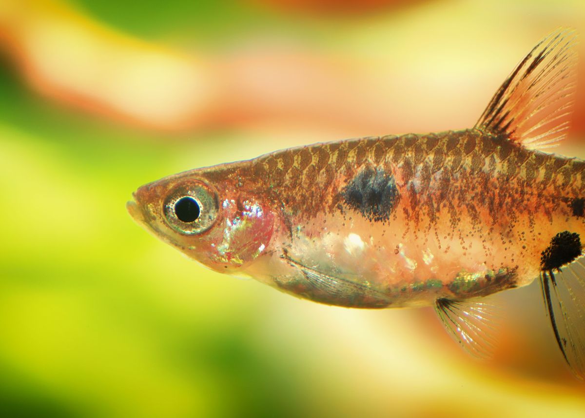 'Dwarf Rasbora maculata' Poster, picture, metal print, paint by ...