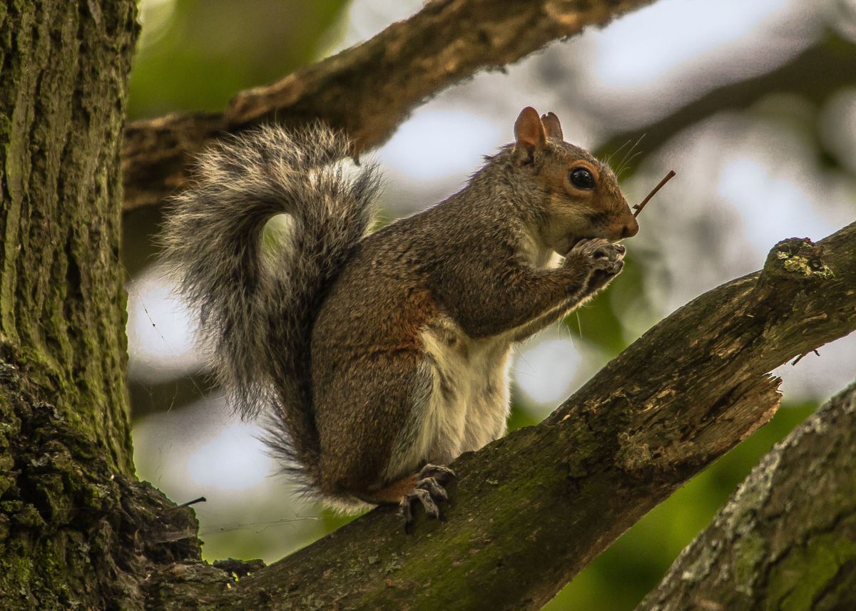 'Squirrel nibbles ' Poster, picture, metal print, paint by Stephen ...