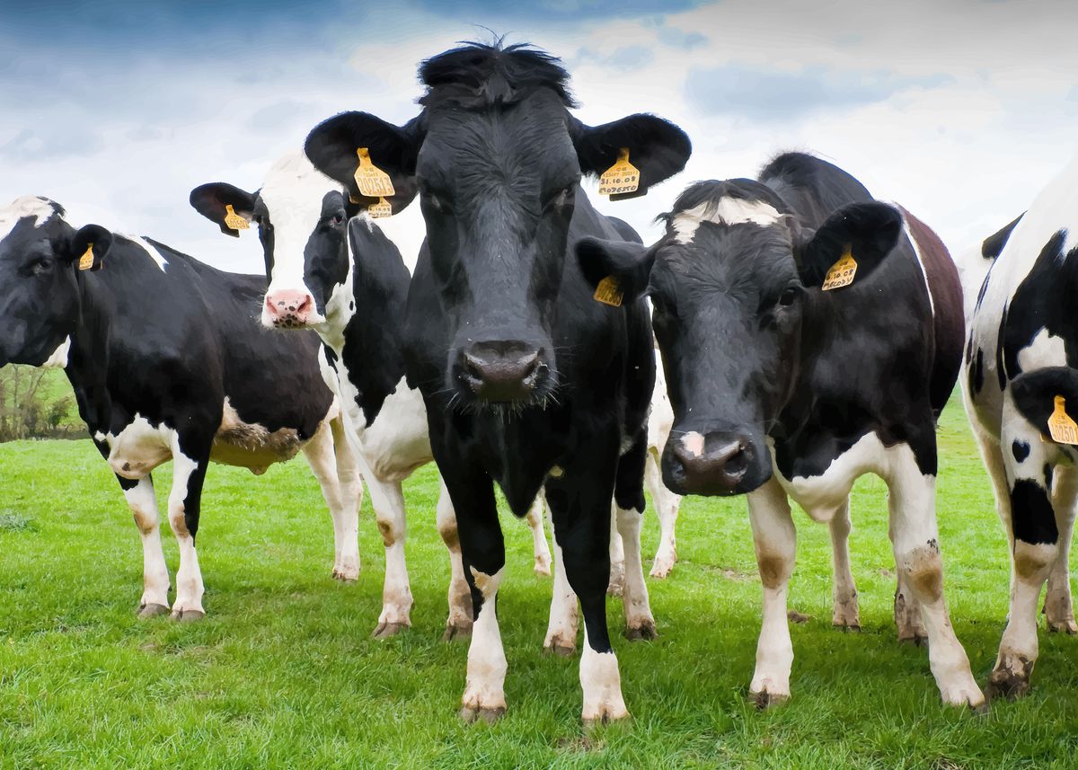 'Cow' Poster by JOHN TEAM | Displate