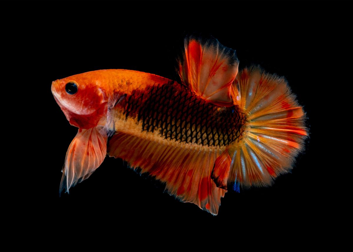 'betta fish orange' Poster, picture, metal print, paint by Travel ...