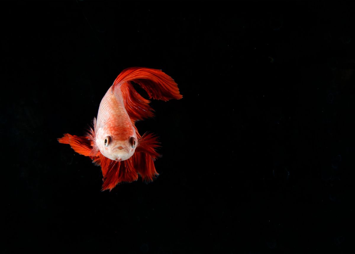 'hickey fish' Poster, picture, metal print, paint by Travel Travel ...