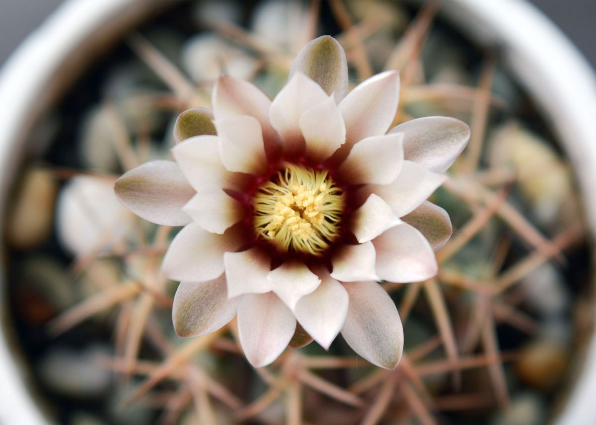 'Cactus flower' Poster by Na Hwajin | Displate