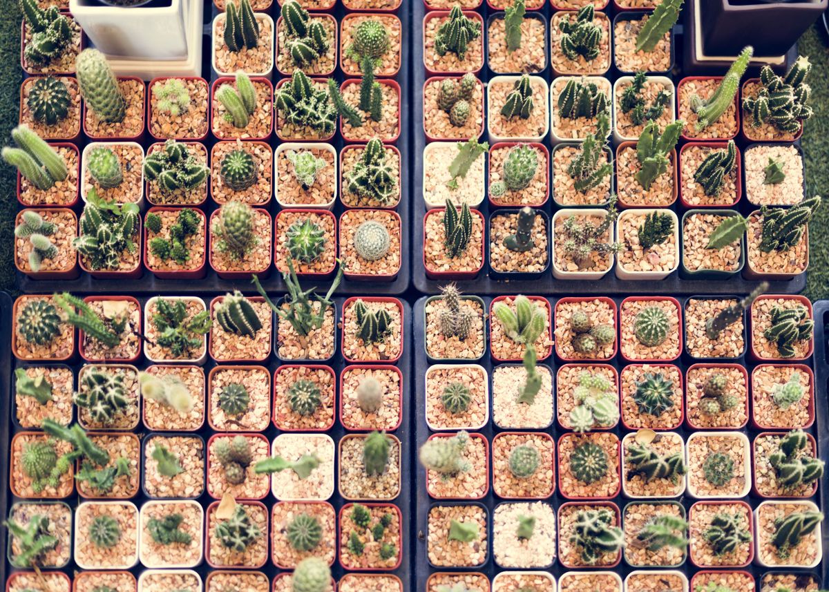'Cactus Display' Poster by Na Hwajin | Displate