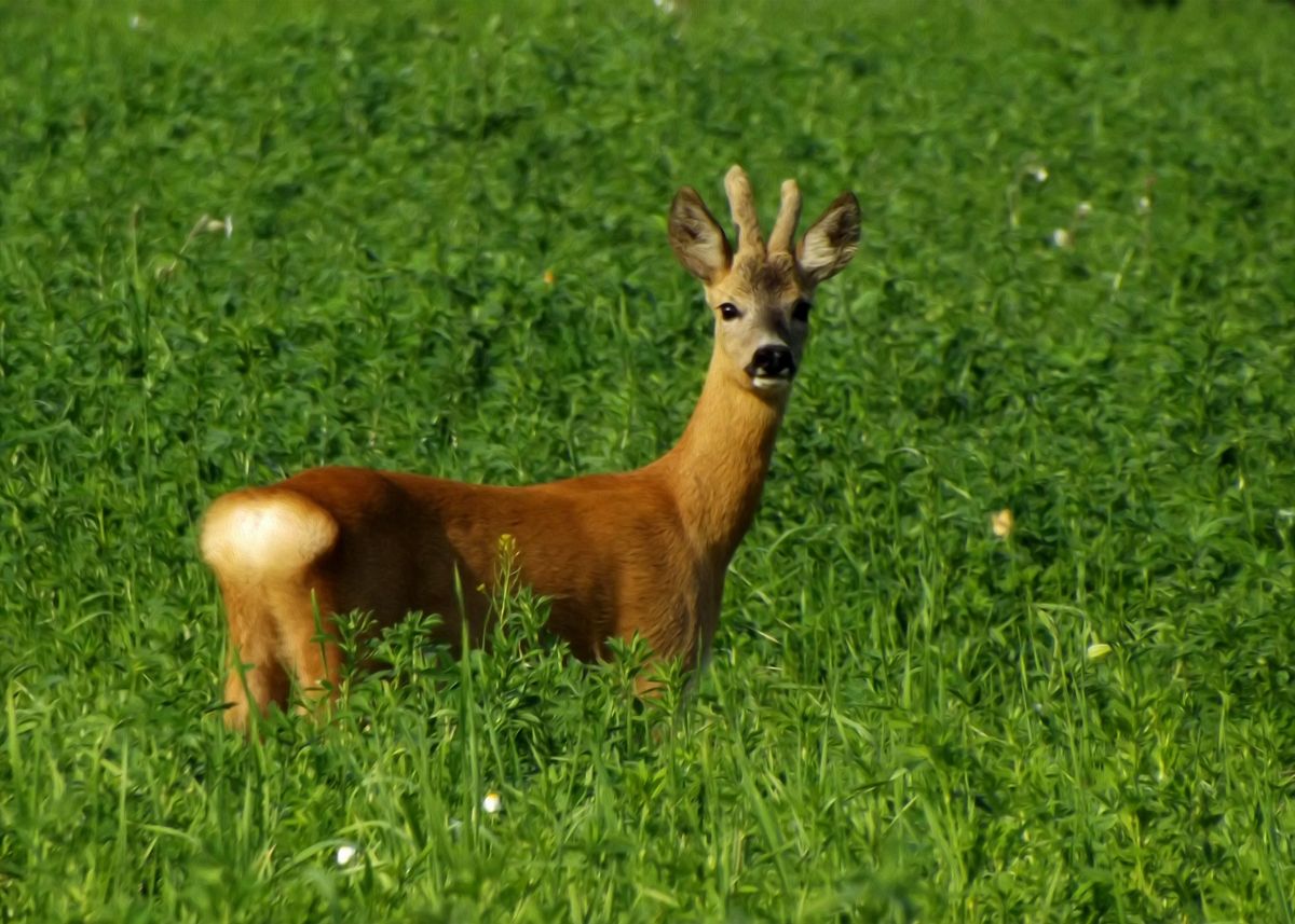 'Roebuck' Poster by Gyula Gvardián | Displate