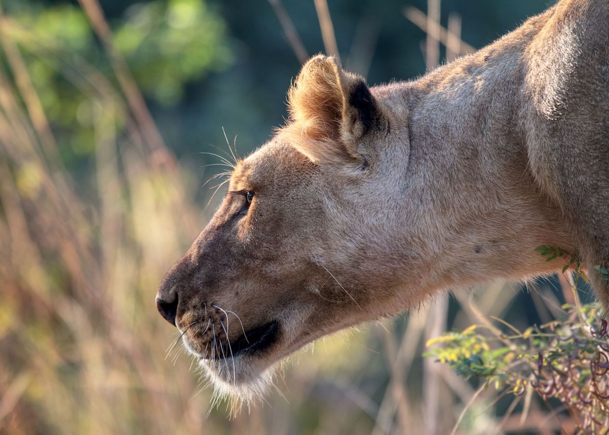 'Lioness hunt ' Poster by Sam Brady | Displate