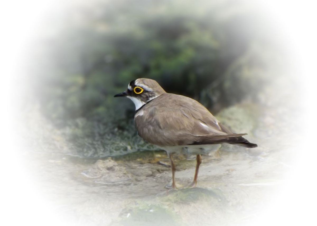 'Little ringed plover' Poster, picture, metal print, paint by Gyula ...