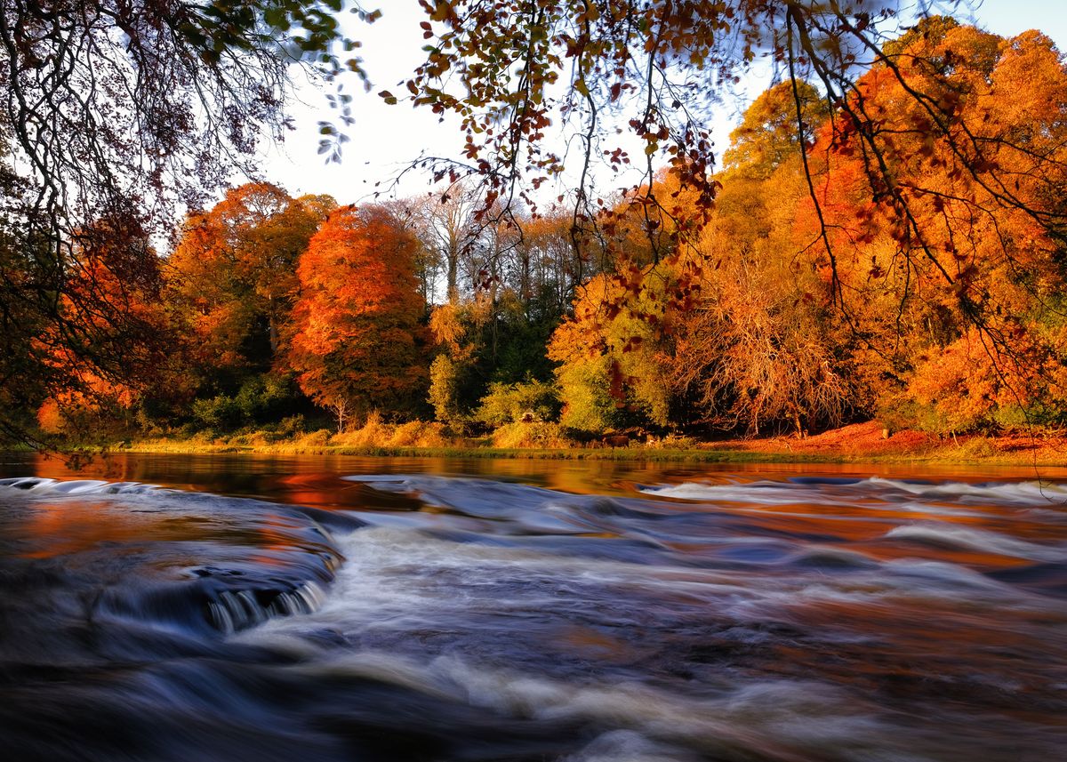 'Golden autumn on the river' Poster, picture, metal print, paint by ...