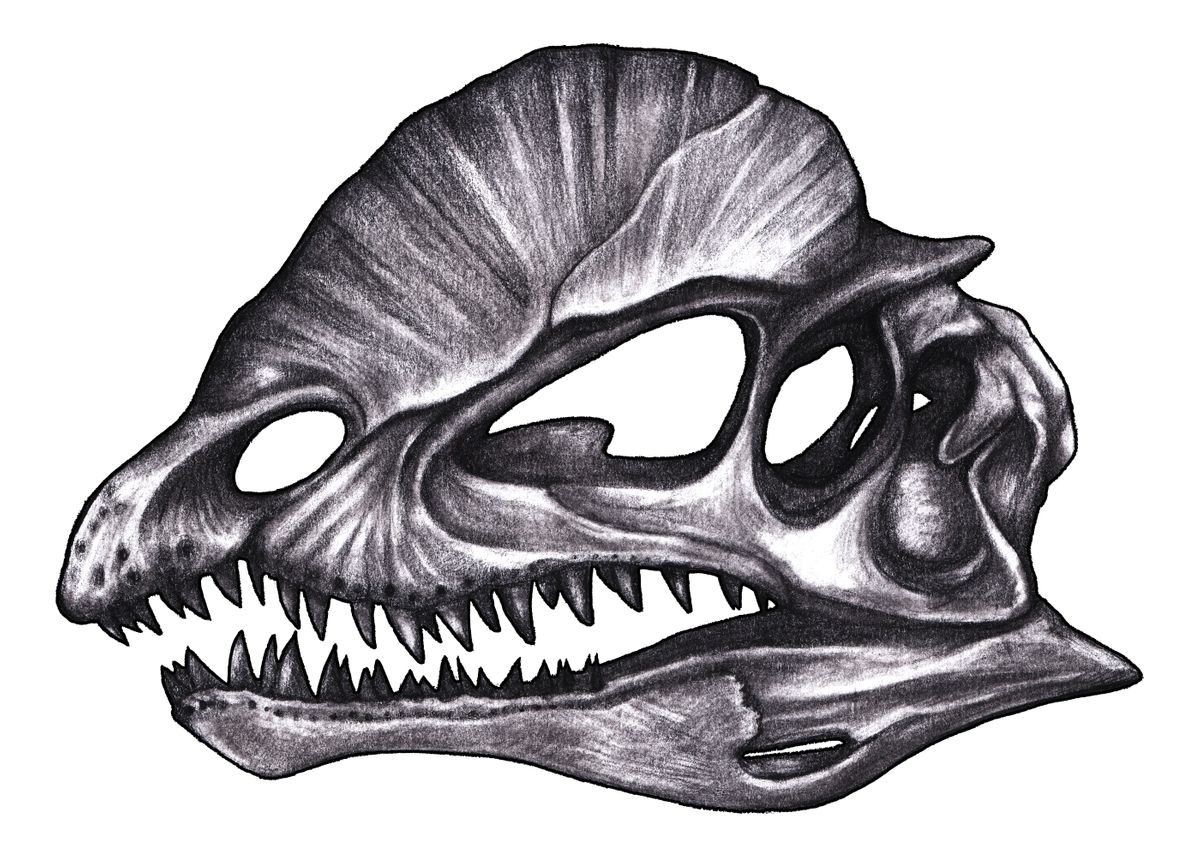 'Dilophosaurus skull' Poster, picture, metal print, paint by Magdolna ...