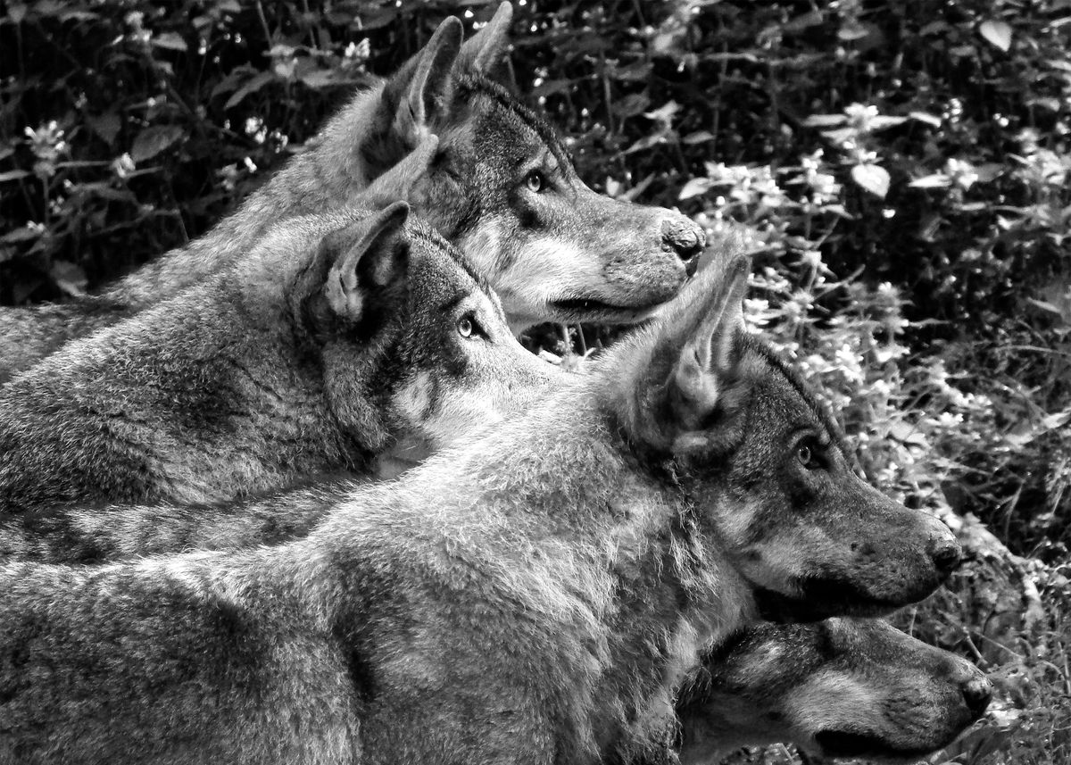 'the four wolves' Poster by luigi diamanti | Displate