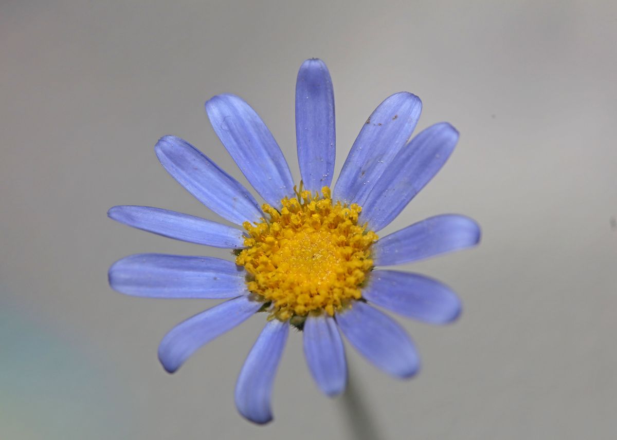 'Blue Felicia flower macro' Poster, picture, metal print, paint by ...