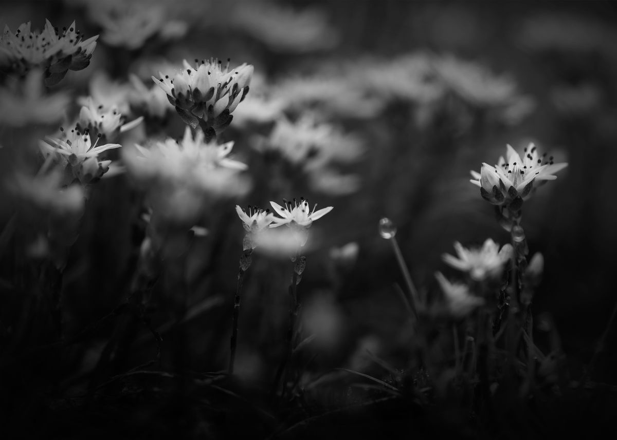 'Gothic Nature 4' Poster, picture, metal print, paint by Cesar Torres ...