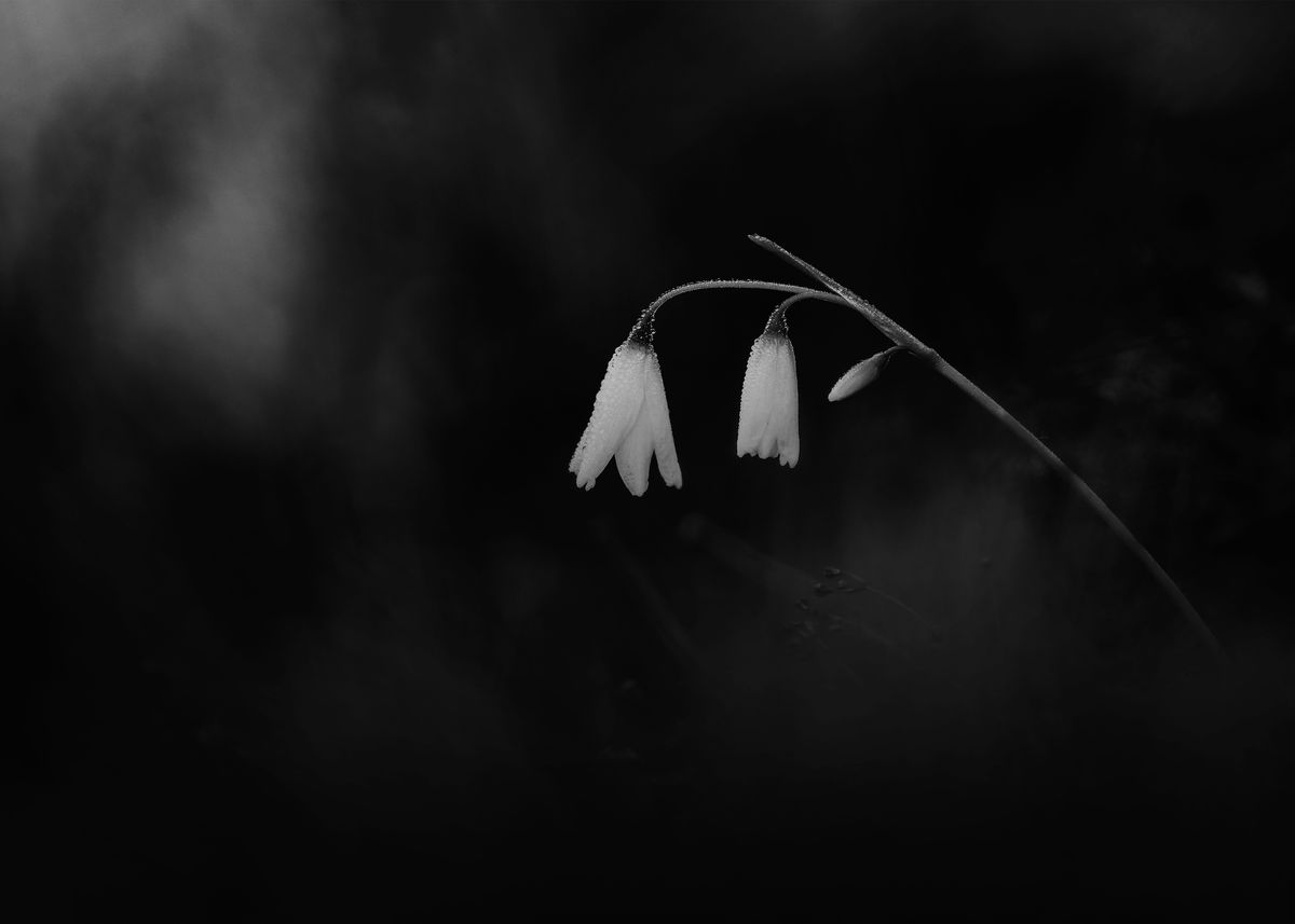 'Gothic Nature 7' Poster by César Torres | Displate