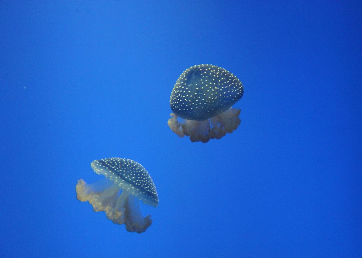 'Floating Jellyfish' Poster by Sam Brady | Displate