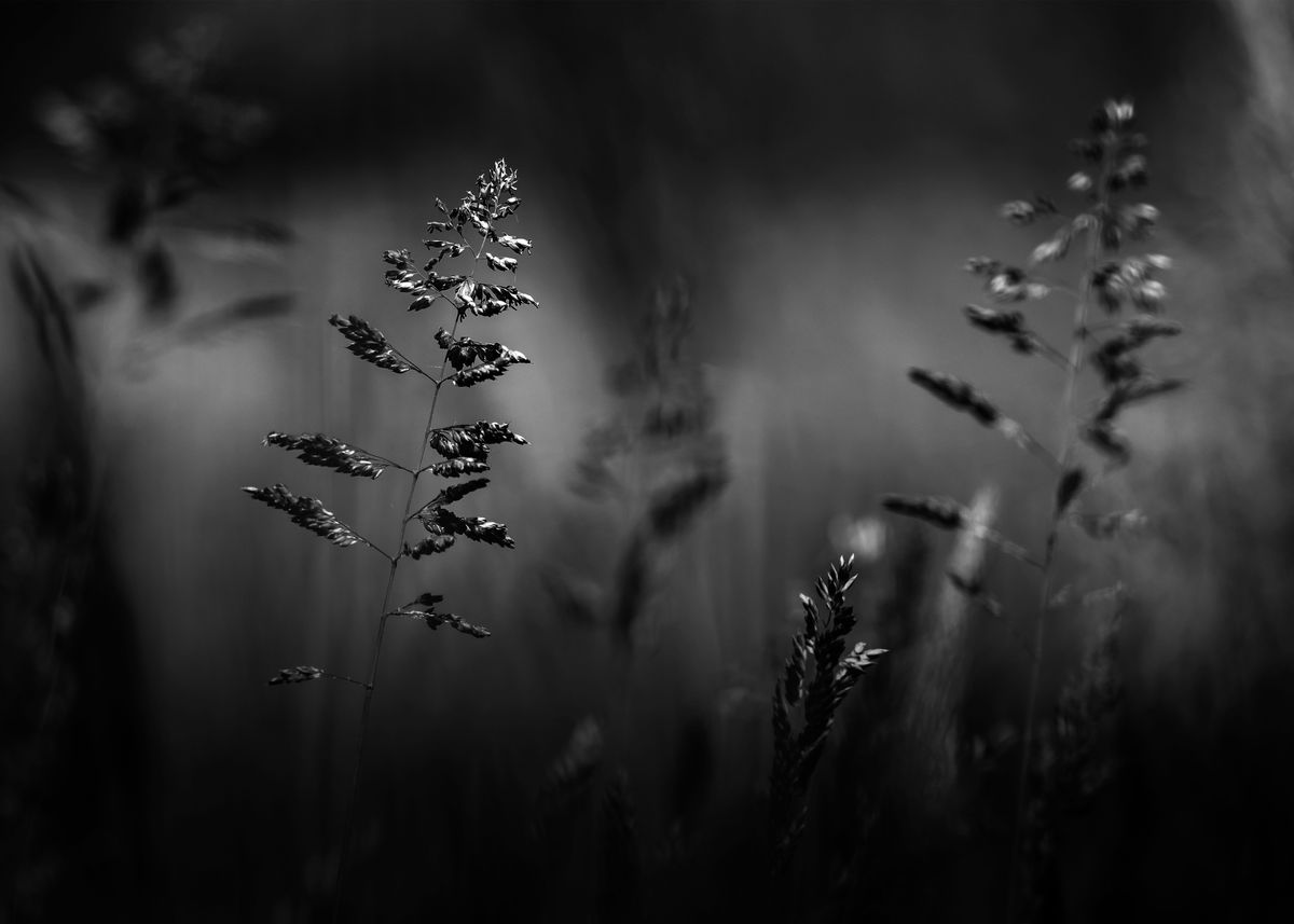 'Gothic Nature 10' Poster, picture, metal print, paint by Cesar Torres ...