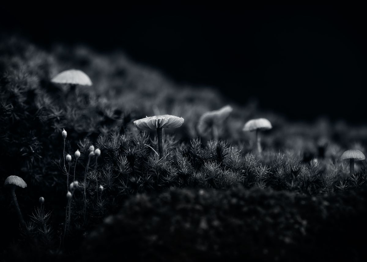 'Gothic Nature 19' Poster, picture, metal print, paint by Cesar Torres ...