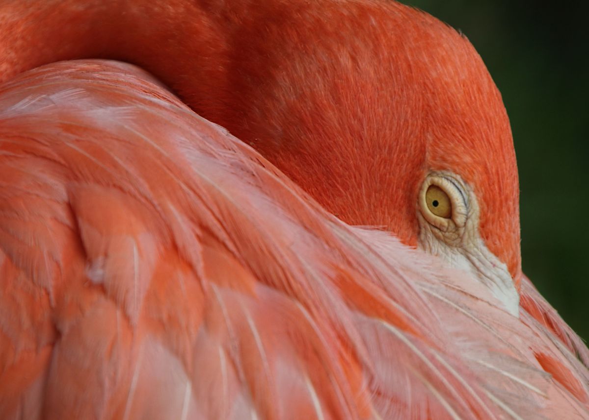 'Flamingo eyes ' Poster, picture, metal print, paint by Sam Brady ...