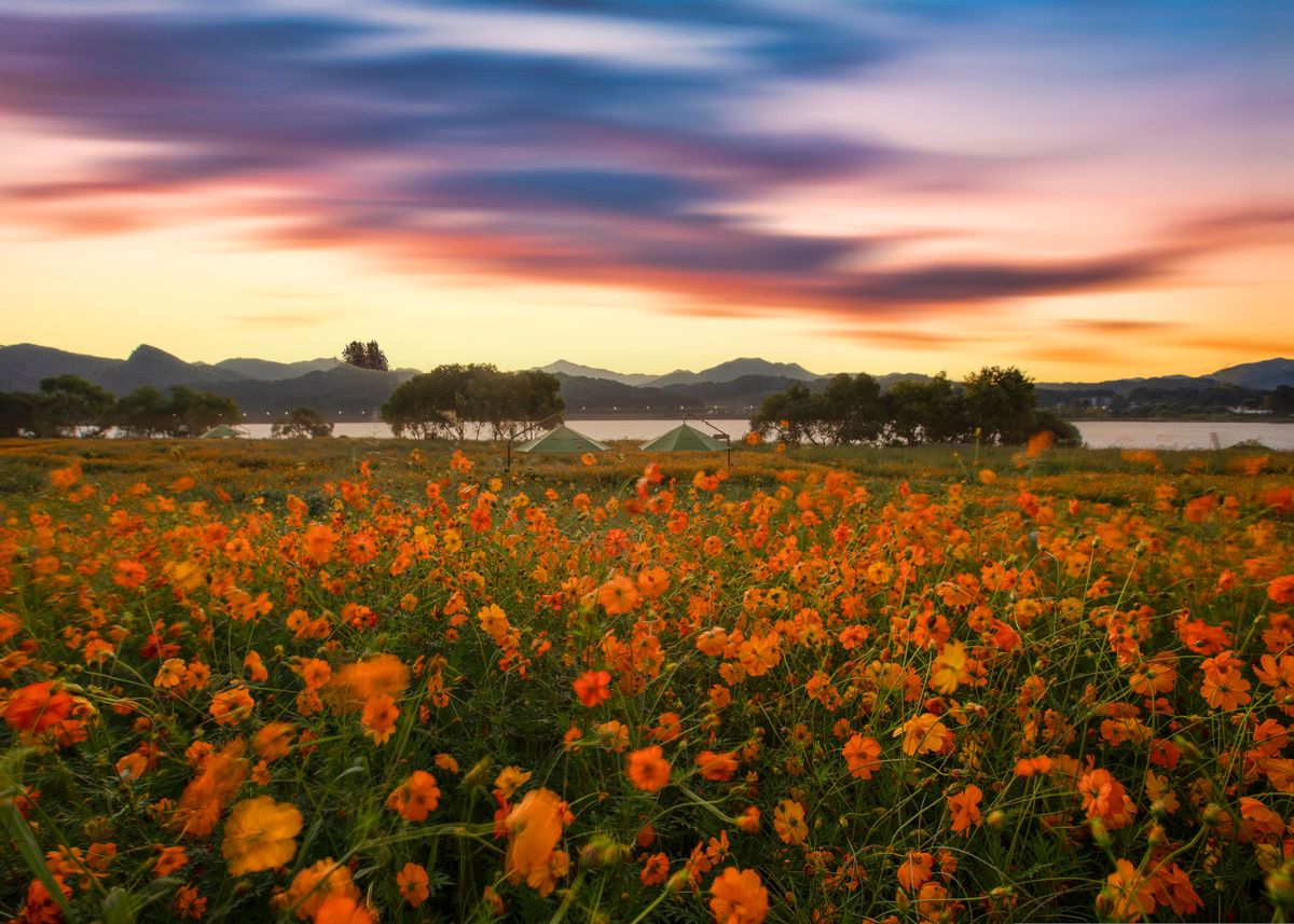 'Flower field' Poster, picture, metal print, paint by Mad Crabs ...