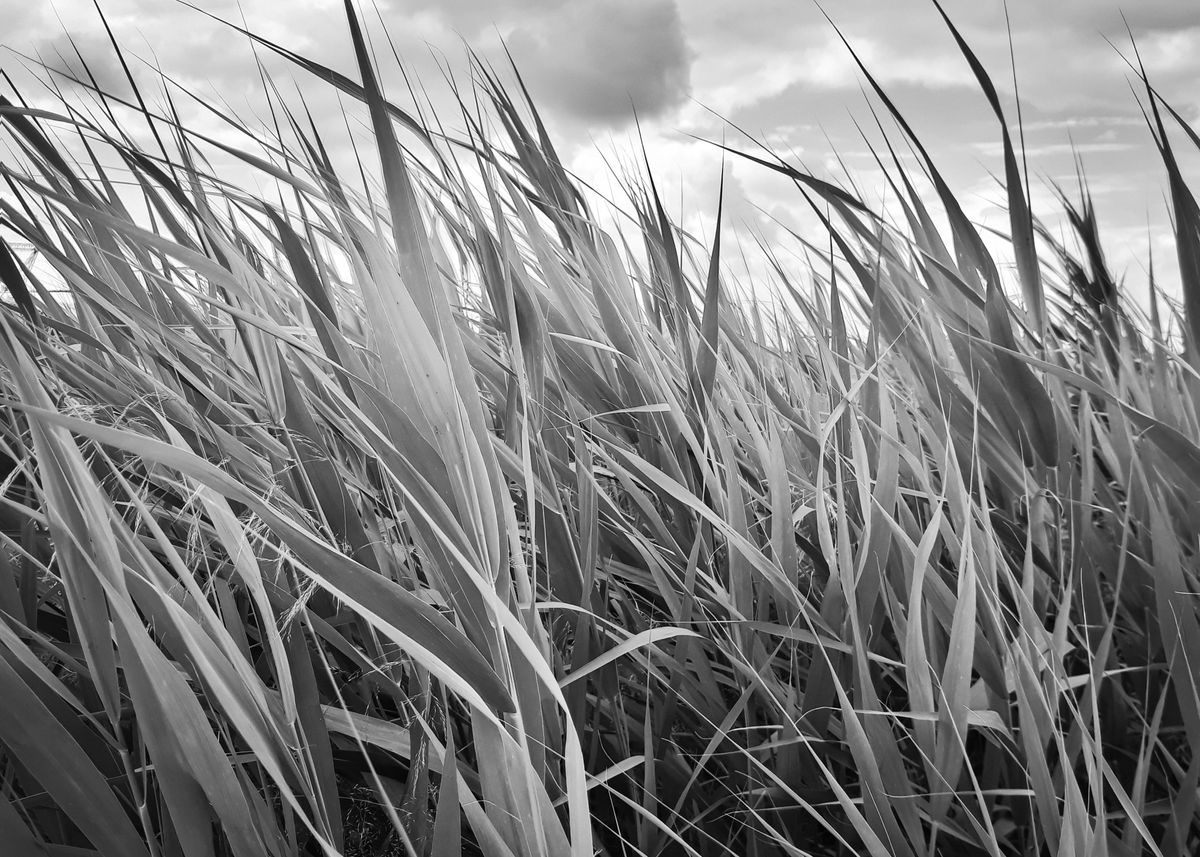 'Monochrome cattail field' Poster, picture, metal print, paint by Edy ...