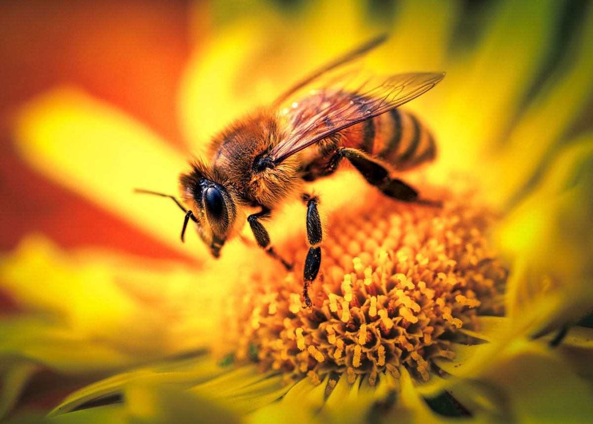 'Bee honey' Poster, picture, metal print, paint by ruacon ruacon1213 ...