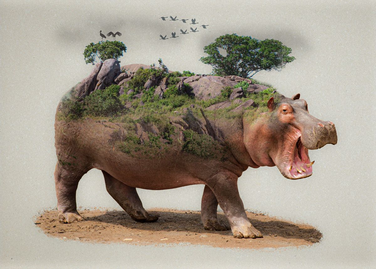 'Hippo Natural Habitat' Poster, picture, metal print, paint by Jon ...