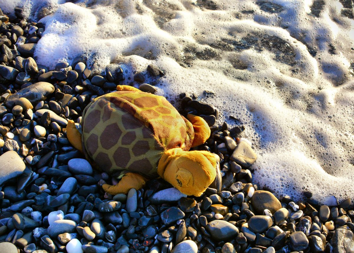 'Traveling Turtle' Poster, picture, metal print, paint by SibyF ...