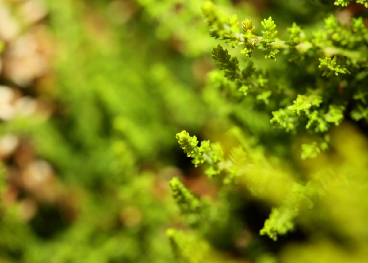 'Erica flower blossom macro' Poster by BakalaeroZz Photography | Displate