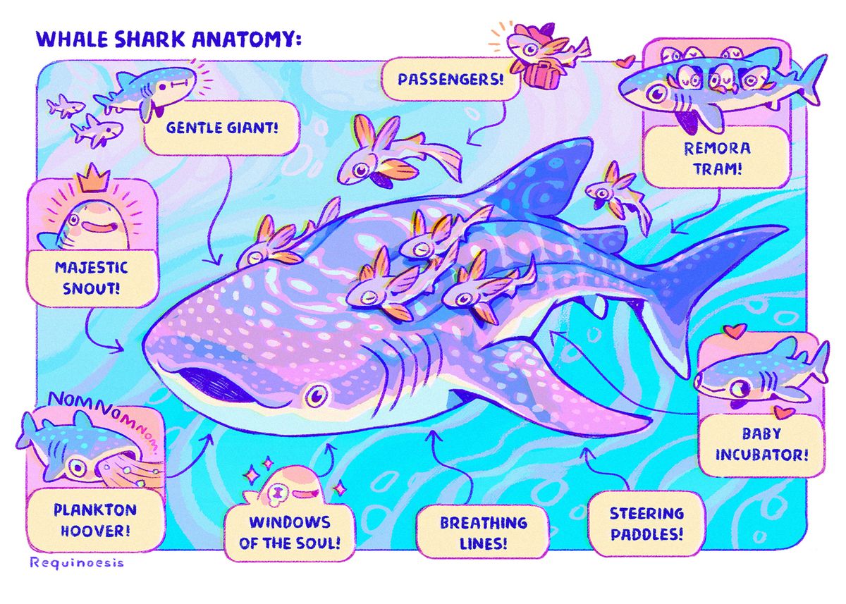 'Whale Shark Anatomy' Poster, picture, metal print, paint by ...