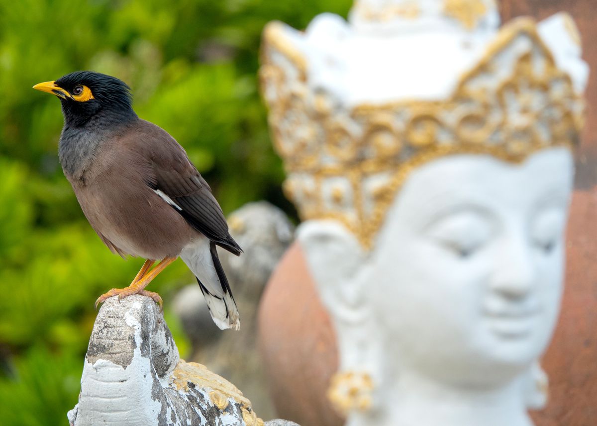'Common myna' Poster, picture, metal print, paint by Fabrizio Troiani ...