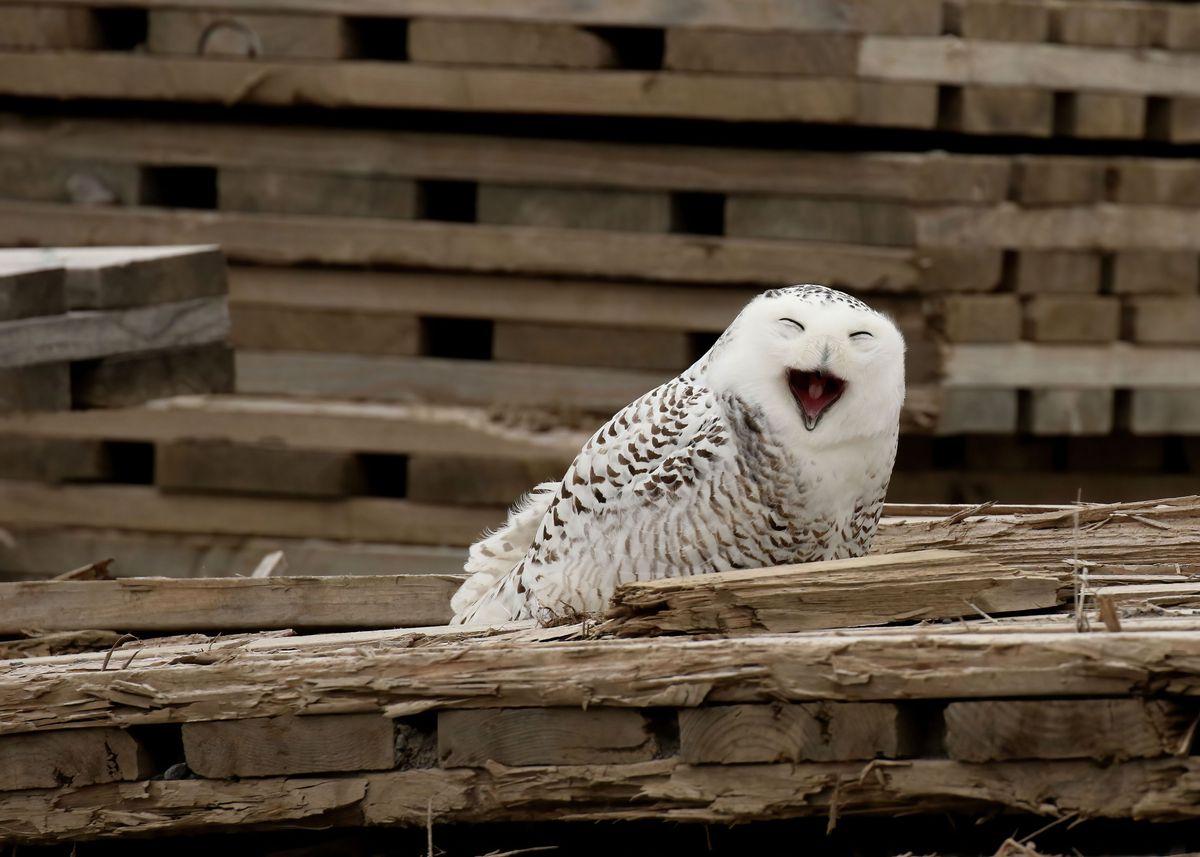'Laughing snowy owl' Poster, picture, metal print, paint by Thee Owl ...
