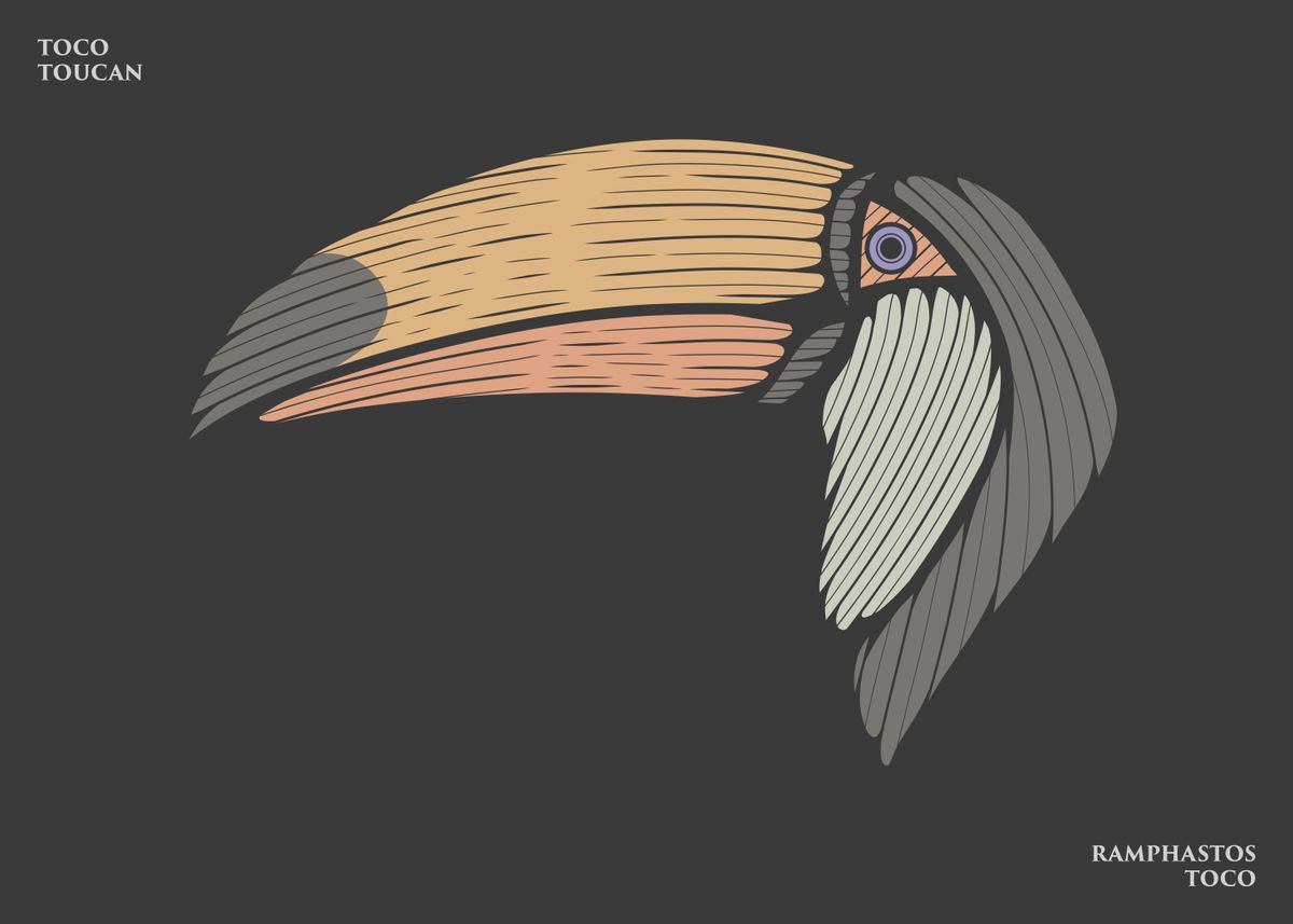 'Toco Toucan' Poster, picture, metal print, paint by Milhad Art | Displate