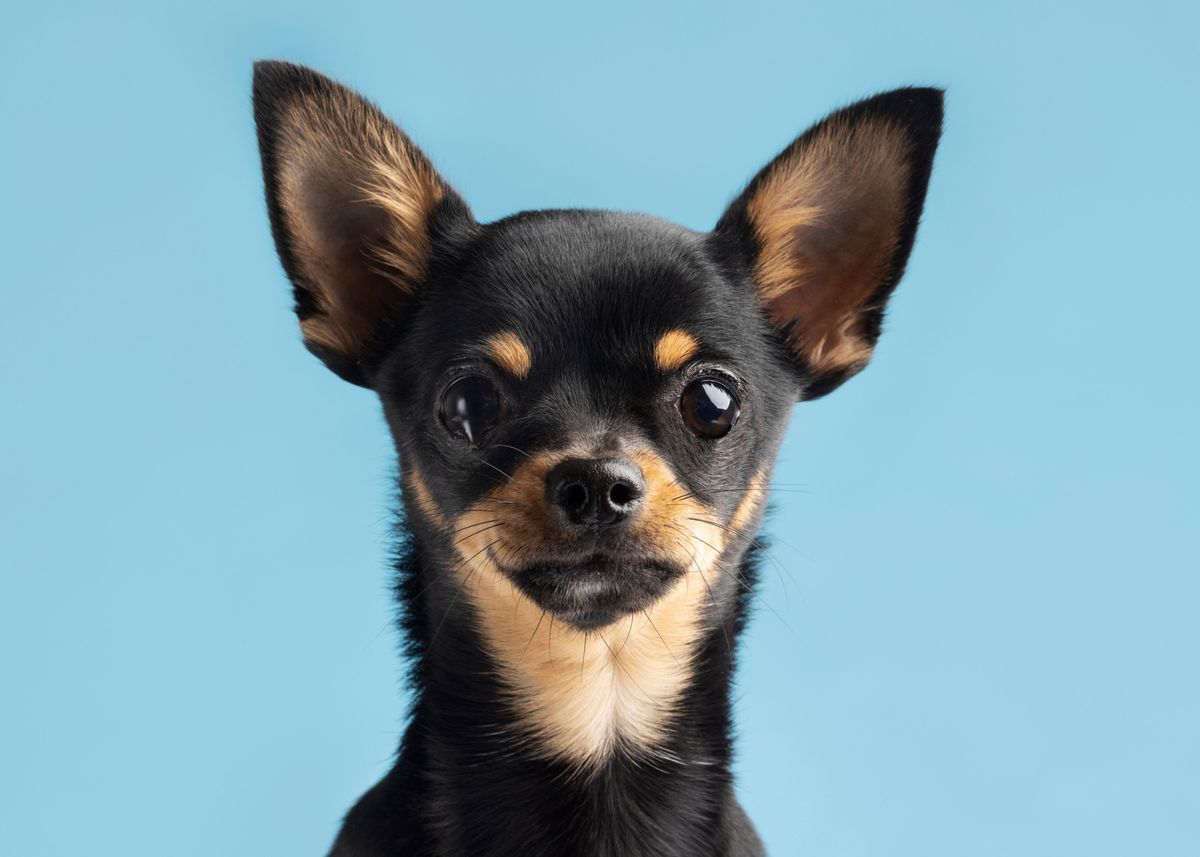 'Beautiful Dog' Poster by Creativity Art | Displate