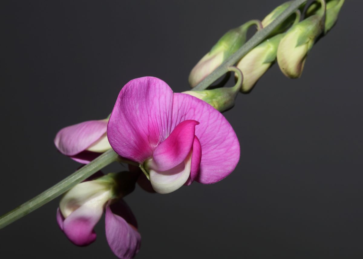 'Wild Lathyrus flower macro' Poster, picture, metal print, paint by ...