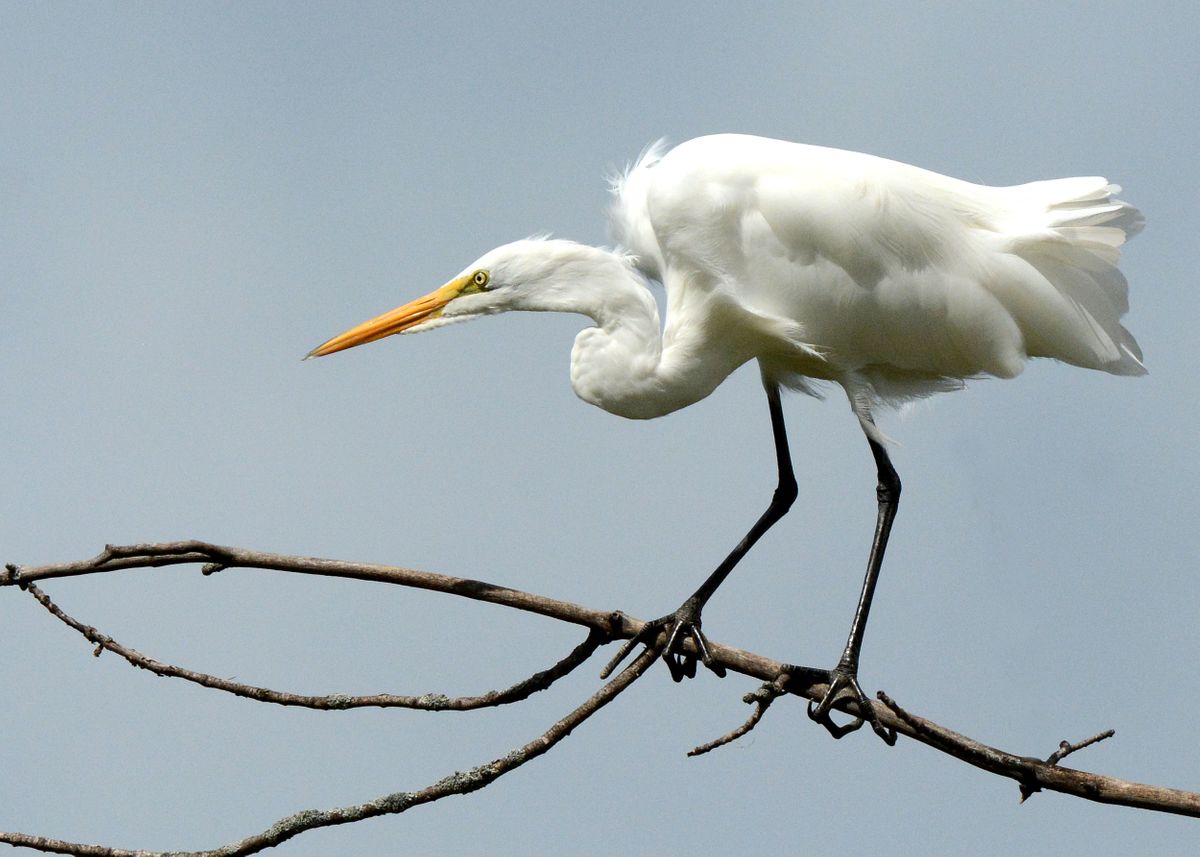 'Stalking Birds ' Poster, picture, metal print, paint by Stephen ...