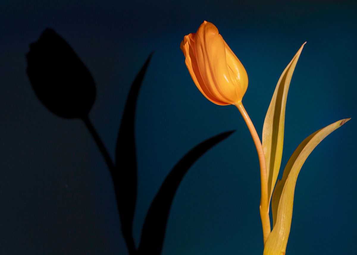 'yellow tulip with shadow' Poster by Suzanne de Jong | Displate