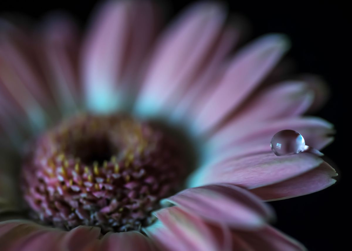 'The Drop' Poster, picture, metal print, paint by Mango Art | Displate