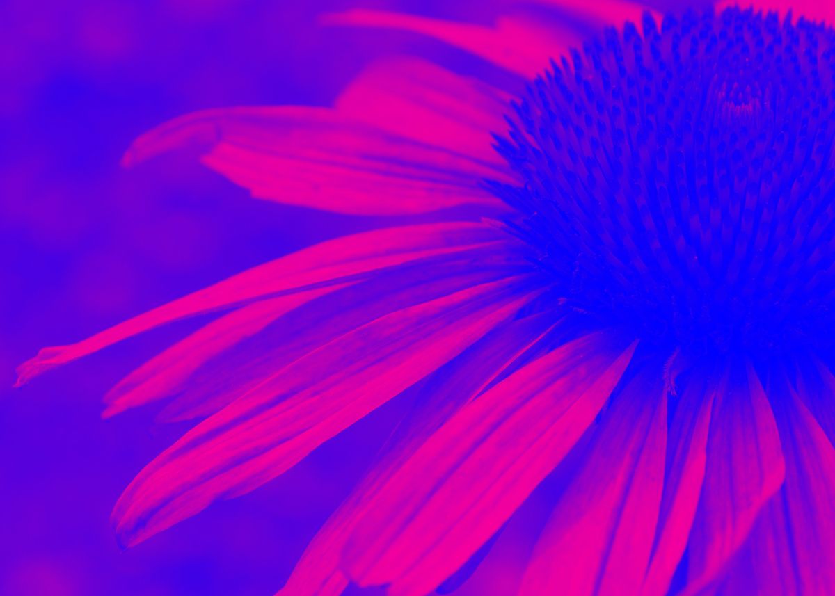 'Pink sunshine on my mind' Poster by Nadiana | Displate