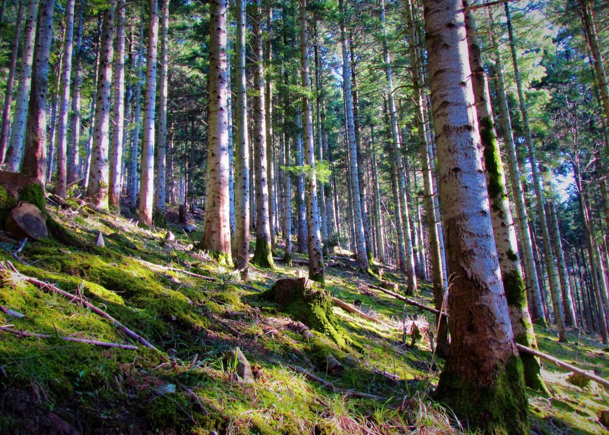 'Lost Forest ' Poster, picture, metal print, paint by Alexis | Displate
