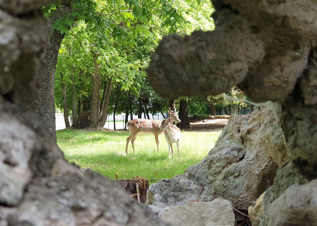 'Beautiful creatures' Poster, picture, metal print, paint by Maxime ...