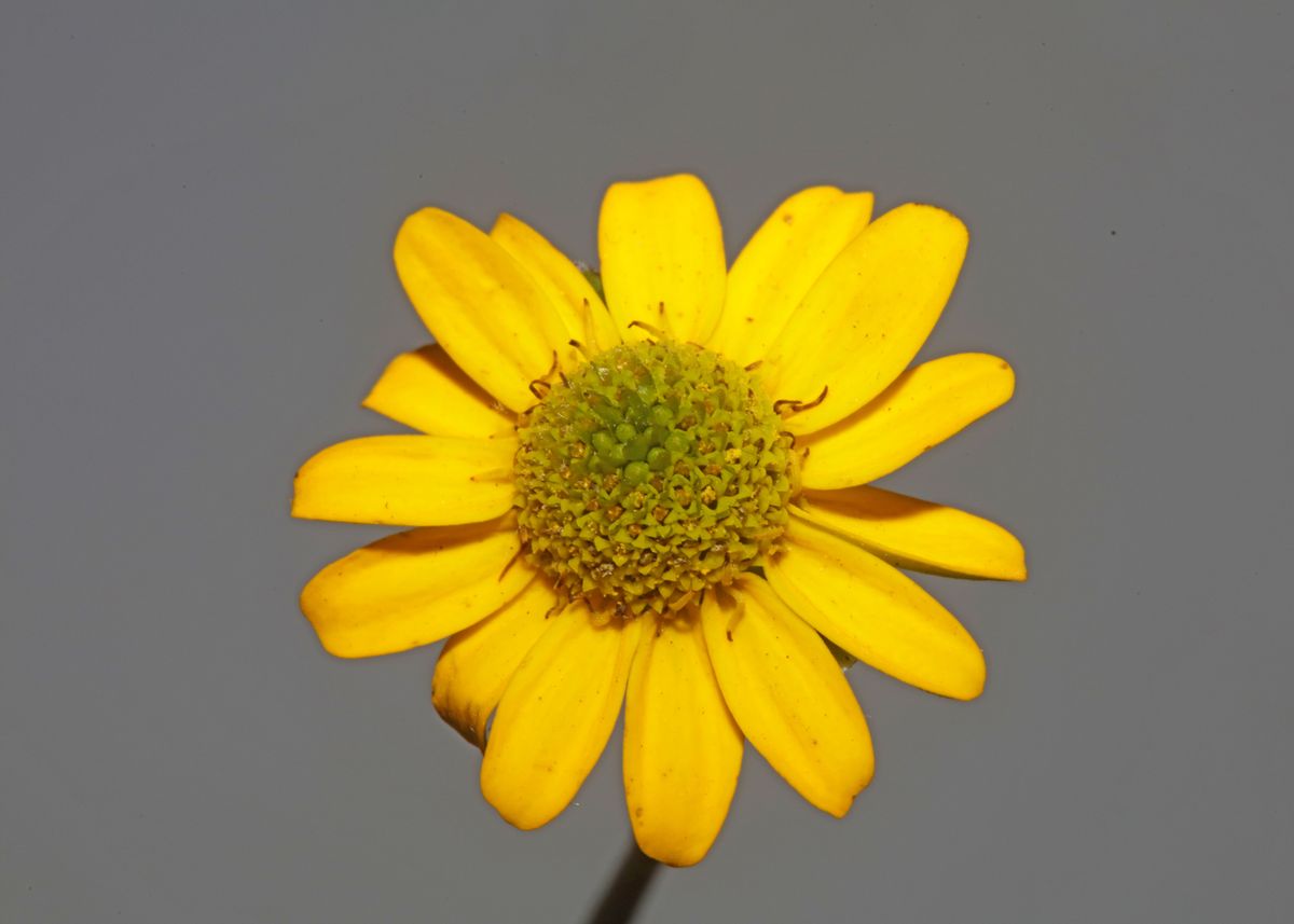 What Is The National Flower Of Kuwait | Best Flower Site