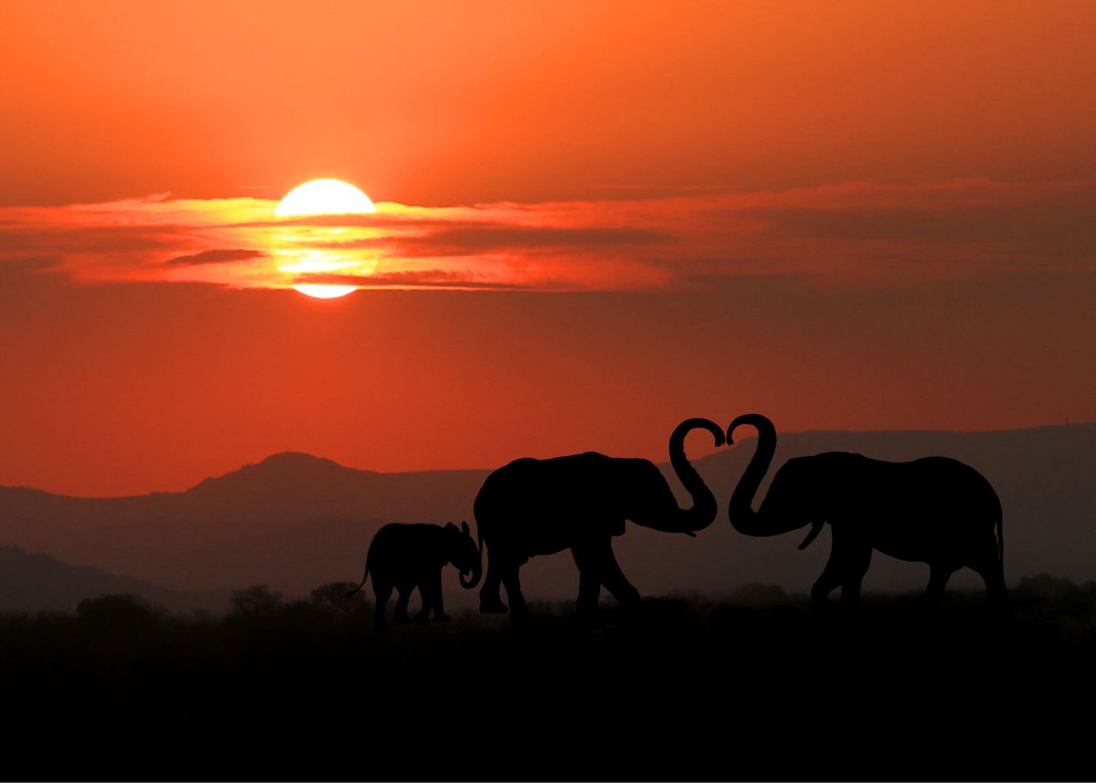 'Elephants Animal Sunset ' Poster, picture, metal print, paint by Nia ...