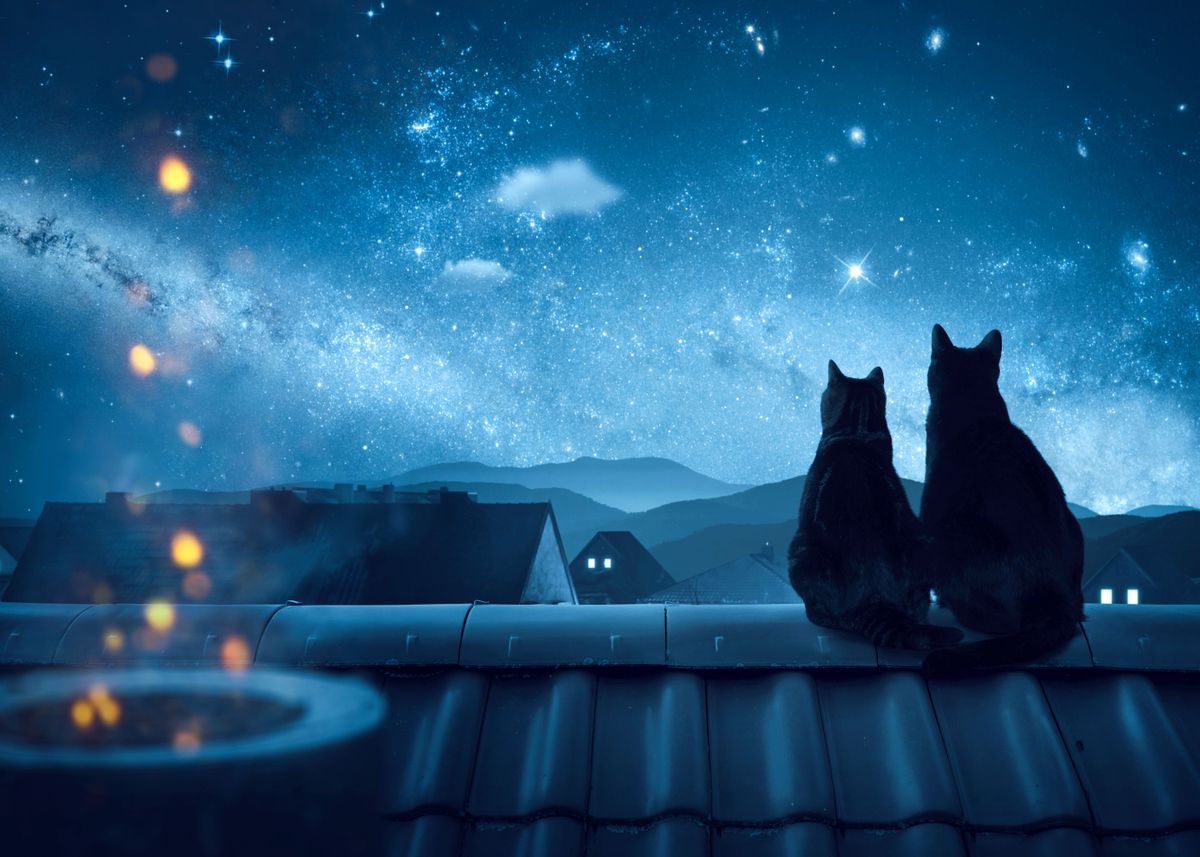 'Cats looking at the stars' Poster, picture, metal print, paint by photoschmidt | Displate