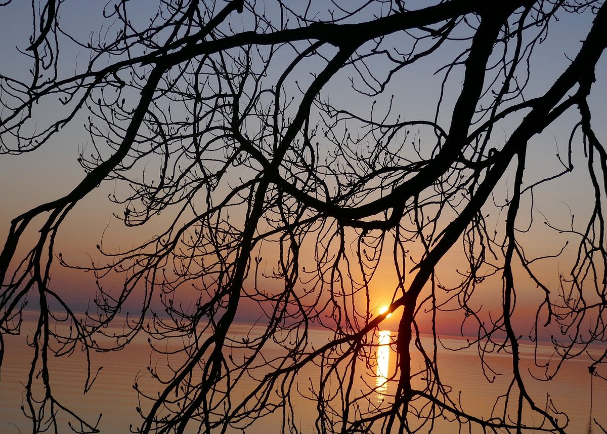 'sundown tree' Poster by Daniela Jäger | Displate