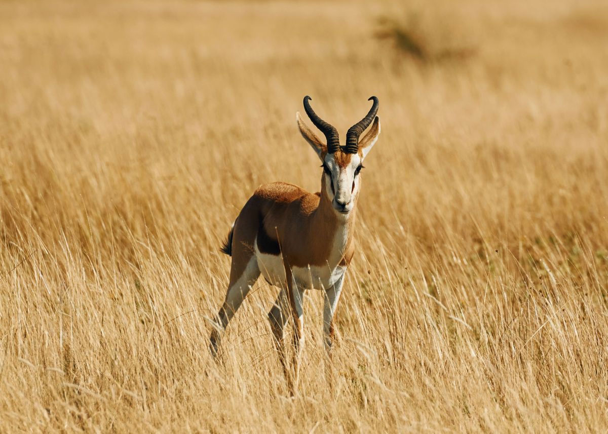 'Antelope Animal Cute' Poster by Nia Harvey | Displate