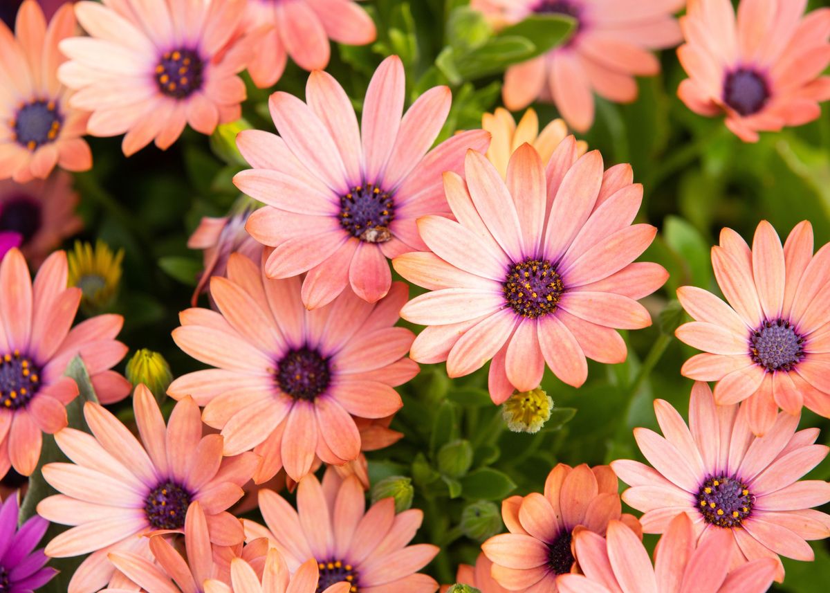 'Beautiful Flowers' Poster by Artistic Shop | Displate