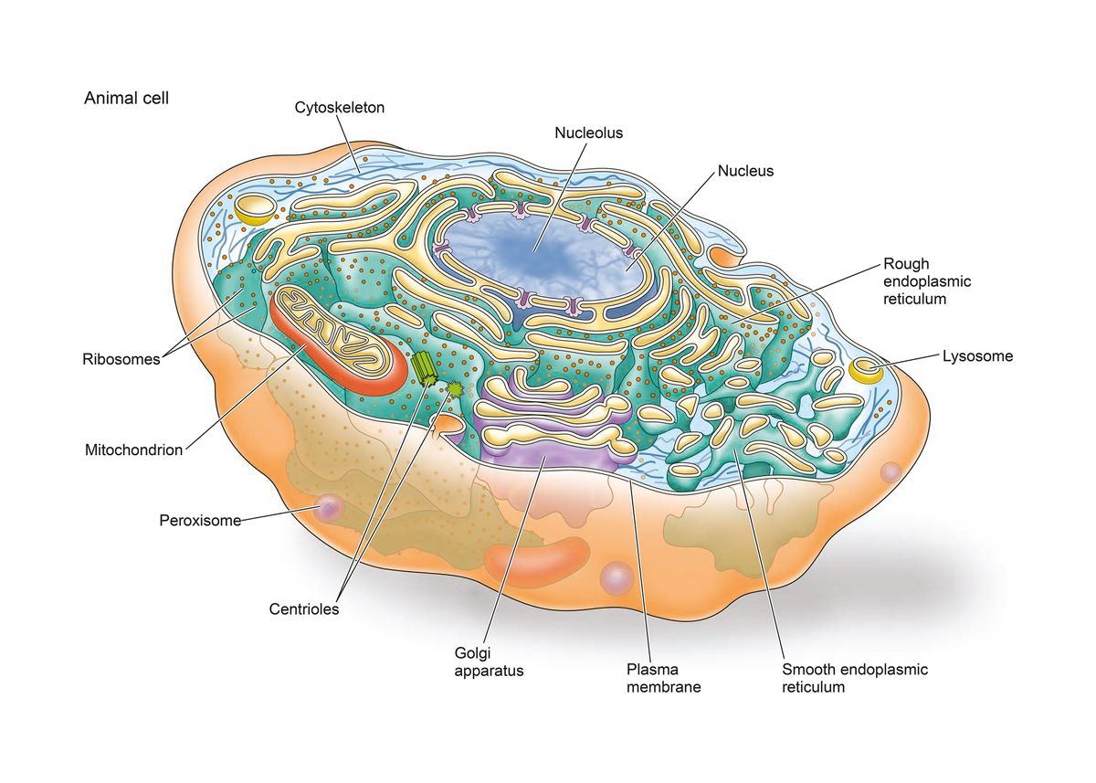 'Eukaryotic cell' Poster, picture, metal print, paint by Science Design ...