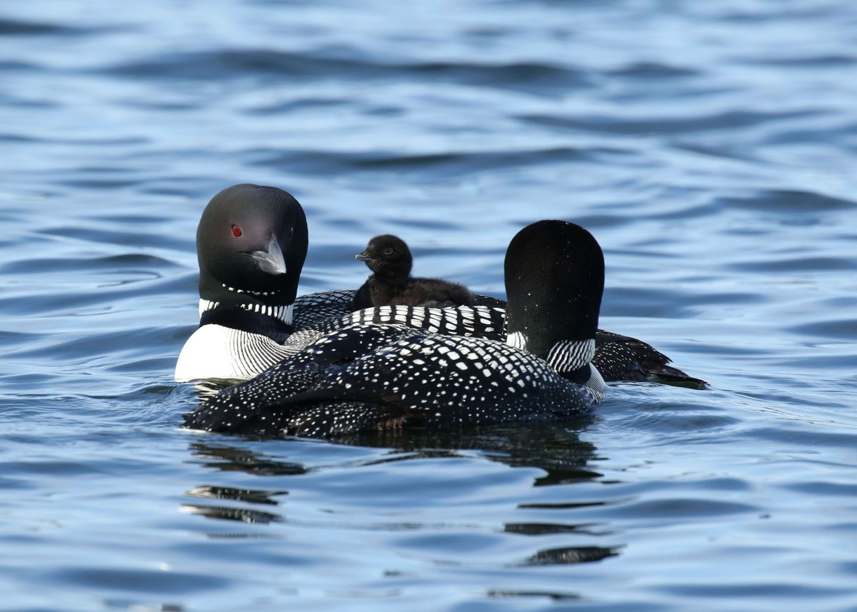 'loon family' Poster, picture, metal print, paint by Thee Owl Queen ...