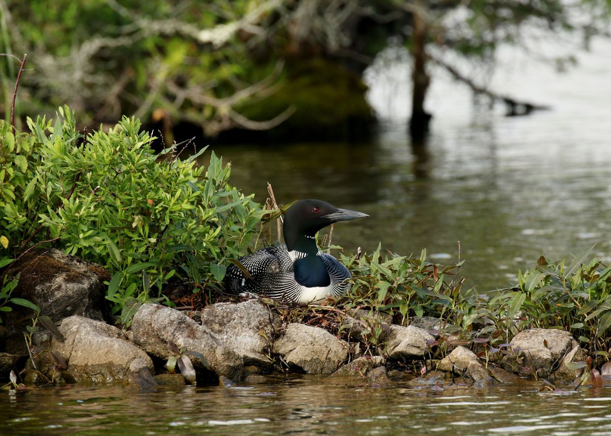 'Loon on nest' Poster, picture, metal print, paint by Thee Owl Queen ...
